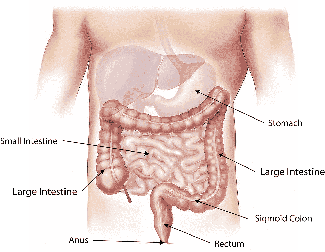 Bowel Cancer Awareness Month London Doctors Clinic bowel-cancer-awareness-month-london-doctors-clinic